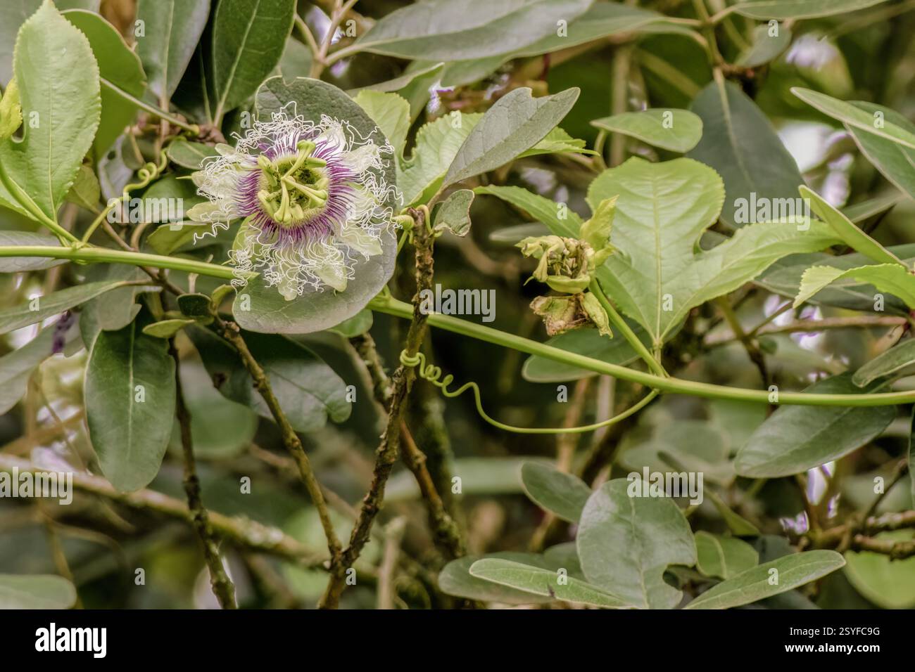 An exotic and peculiar purple passion fruit flower stands out among the ...