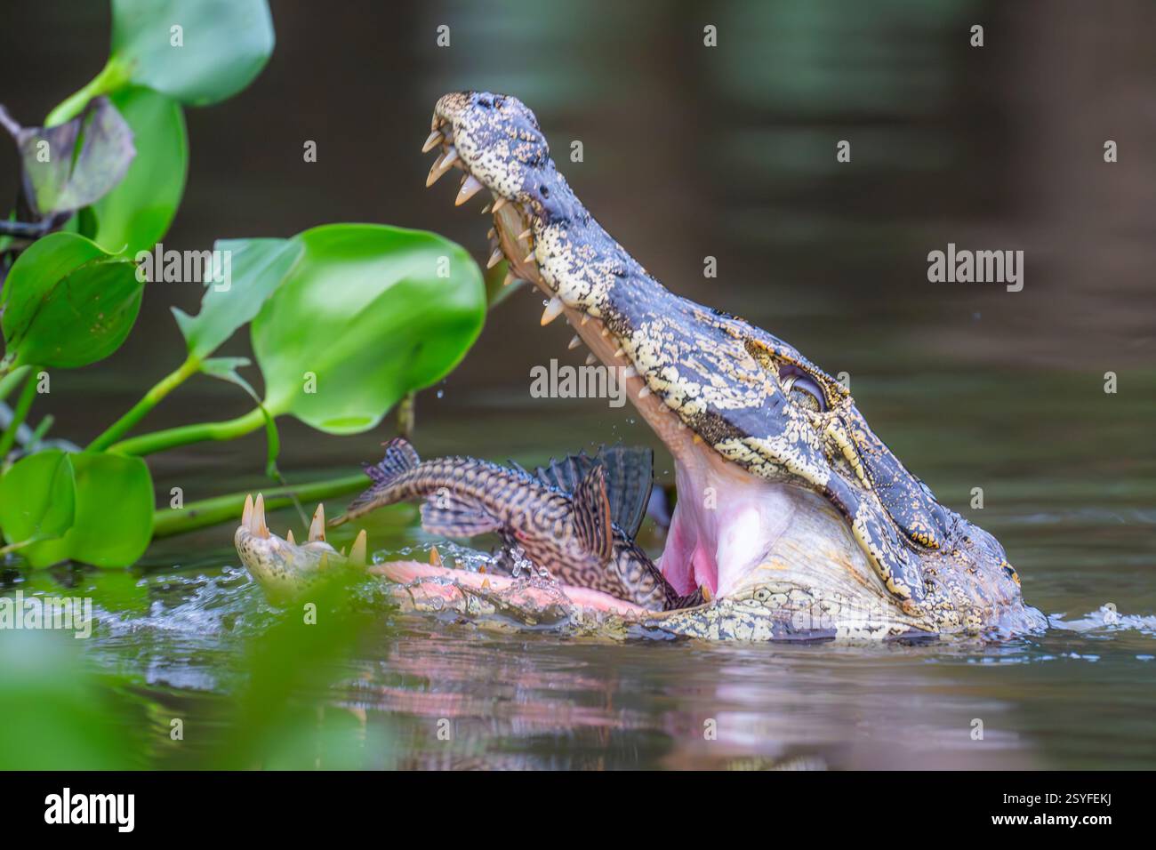 Caimnan swallowing a catfish - jaws wide open and fish visible half way ...