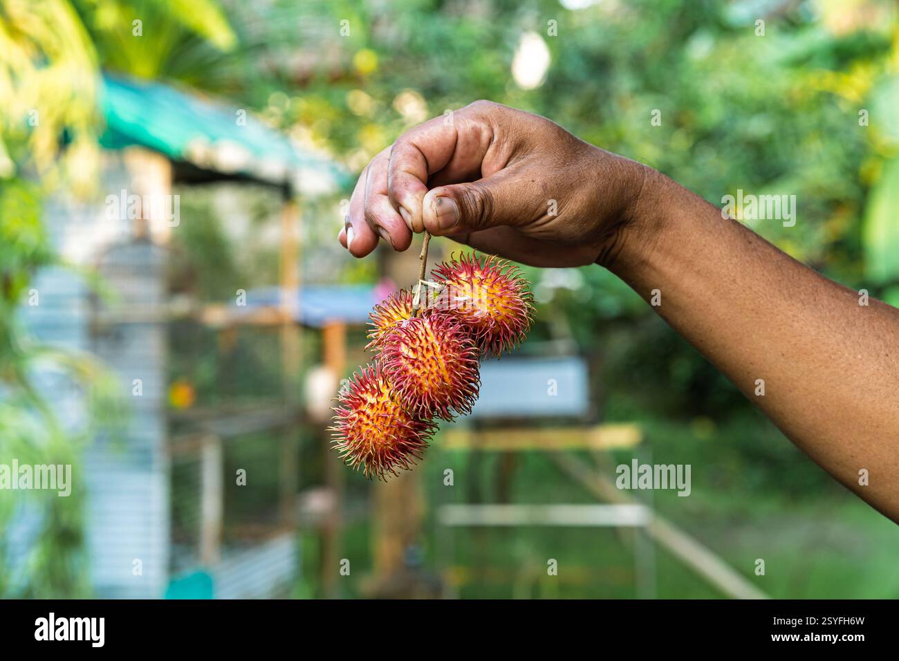 a Bunch of Rambutan fruits hold on man's hand, a tropical fruit ...