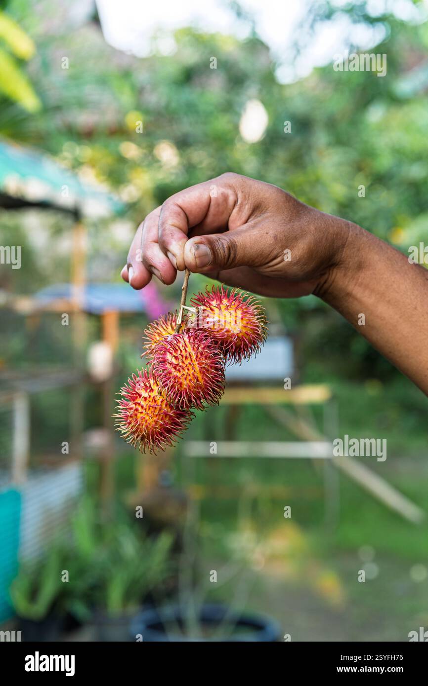a Bunch of Rambutan fruits hold on man's hand, a tropical fruit ...