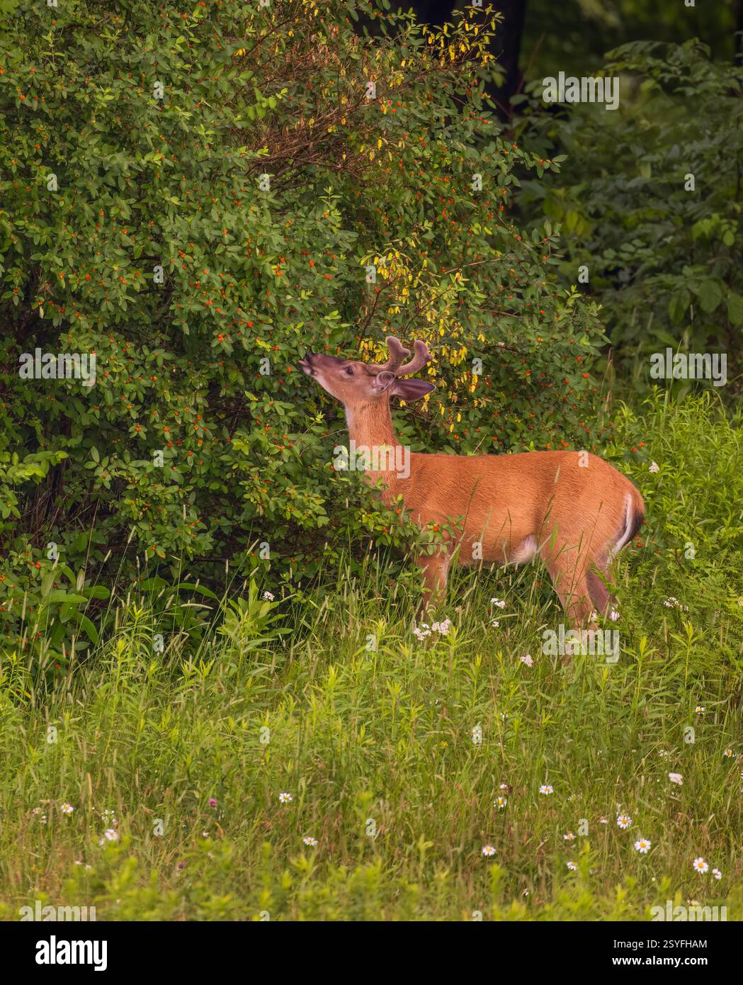 Morrows honeysuckle fruit hi-res stock photography and images - Alamy
