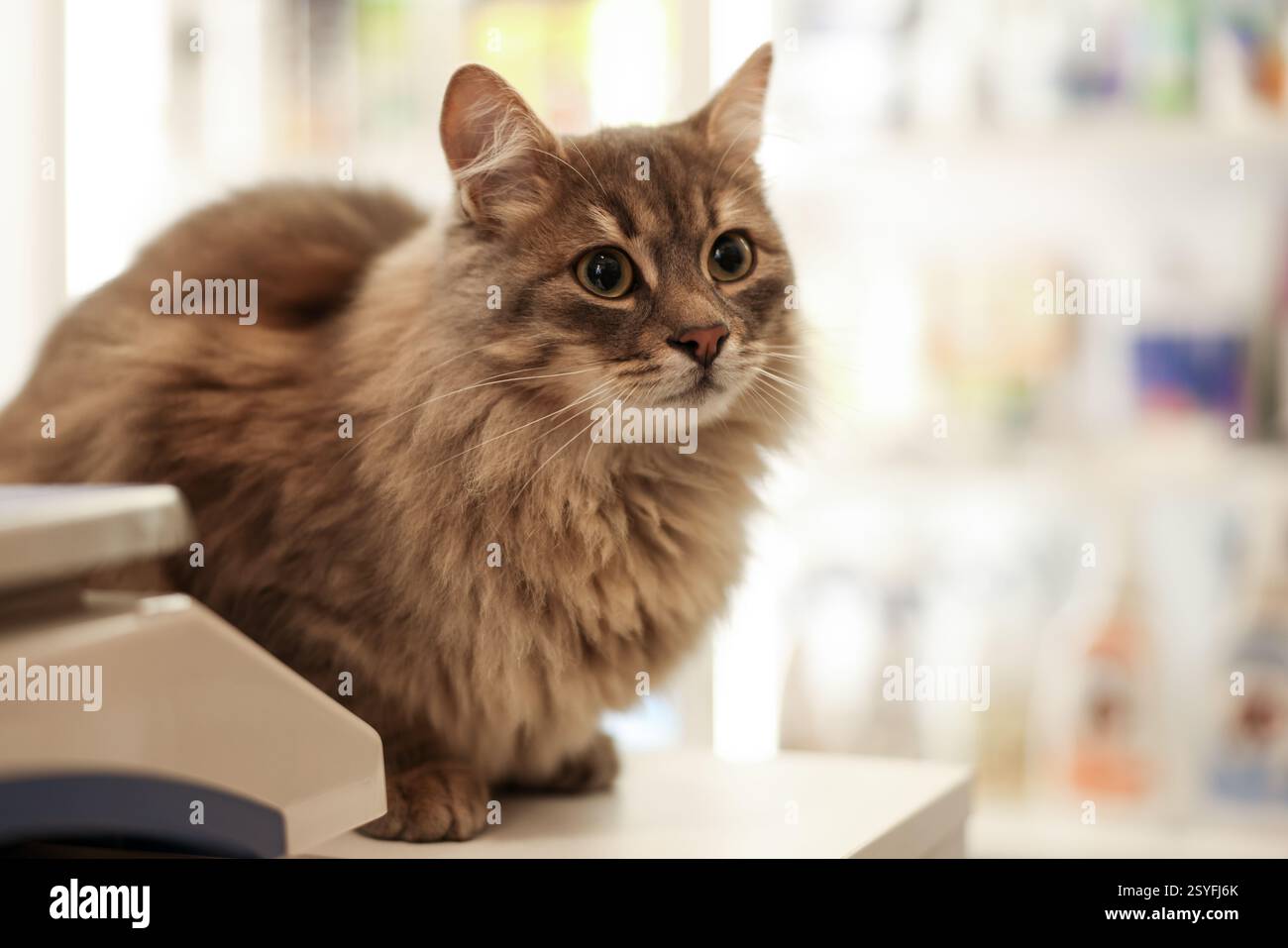 Adorable cat on counter in pet shop. Space for text Stock Photo - Alamy
