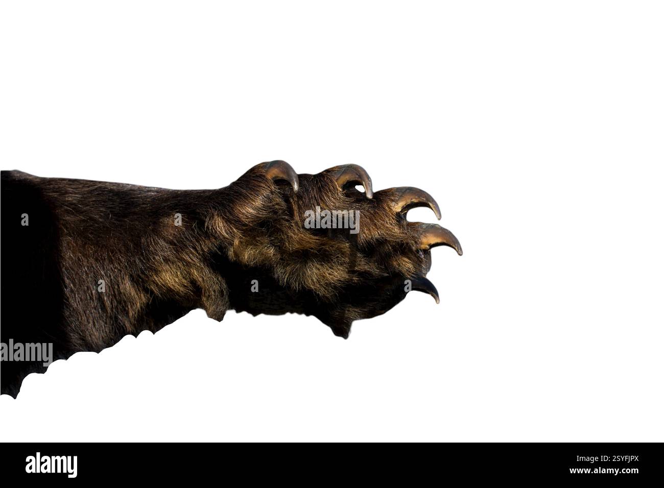 Brown bear paw sharp hi-res stock photography and images - Alamy
