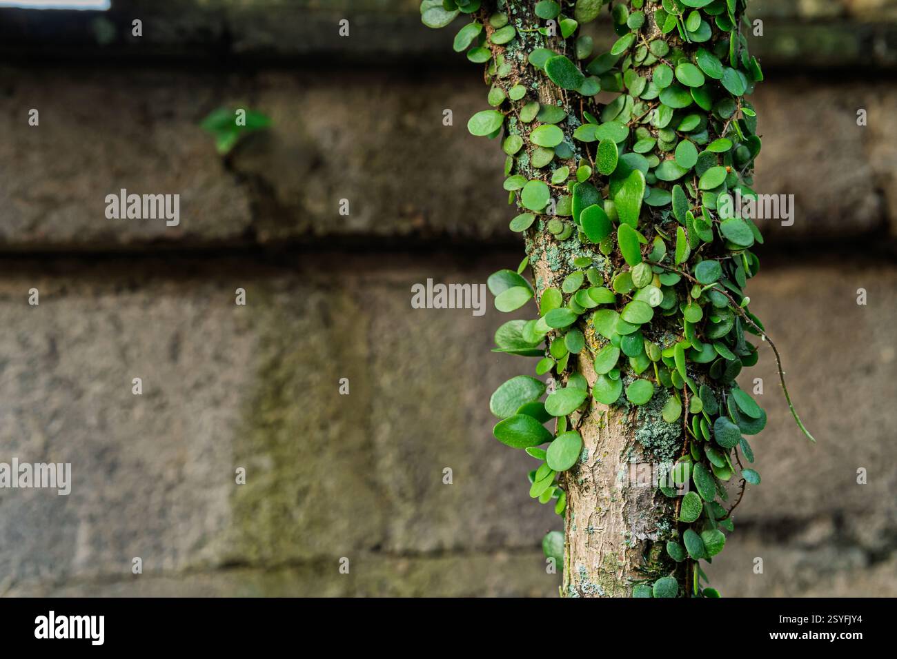 Tropical rainforest Dragon scale fern or Pyrrosia creeping plant with ...