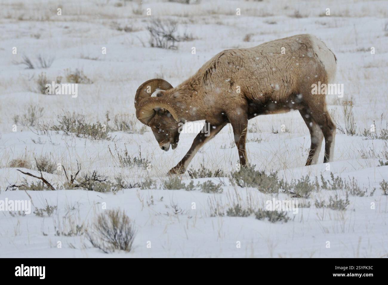 Bighorn Ram pawing through snow for forage in winter, National Elk ...