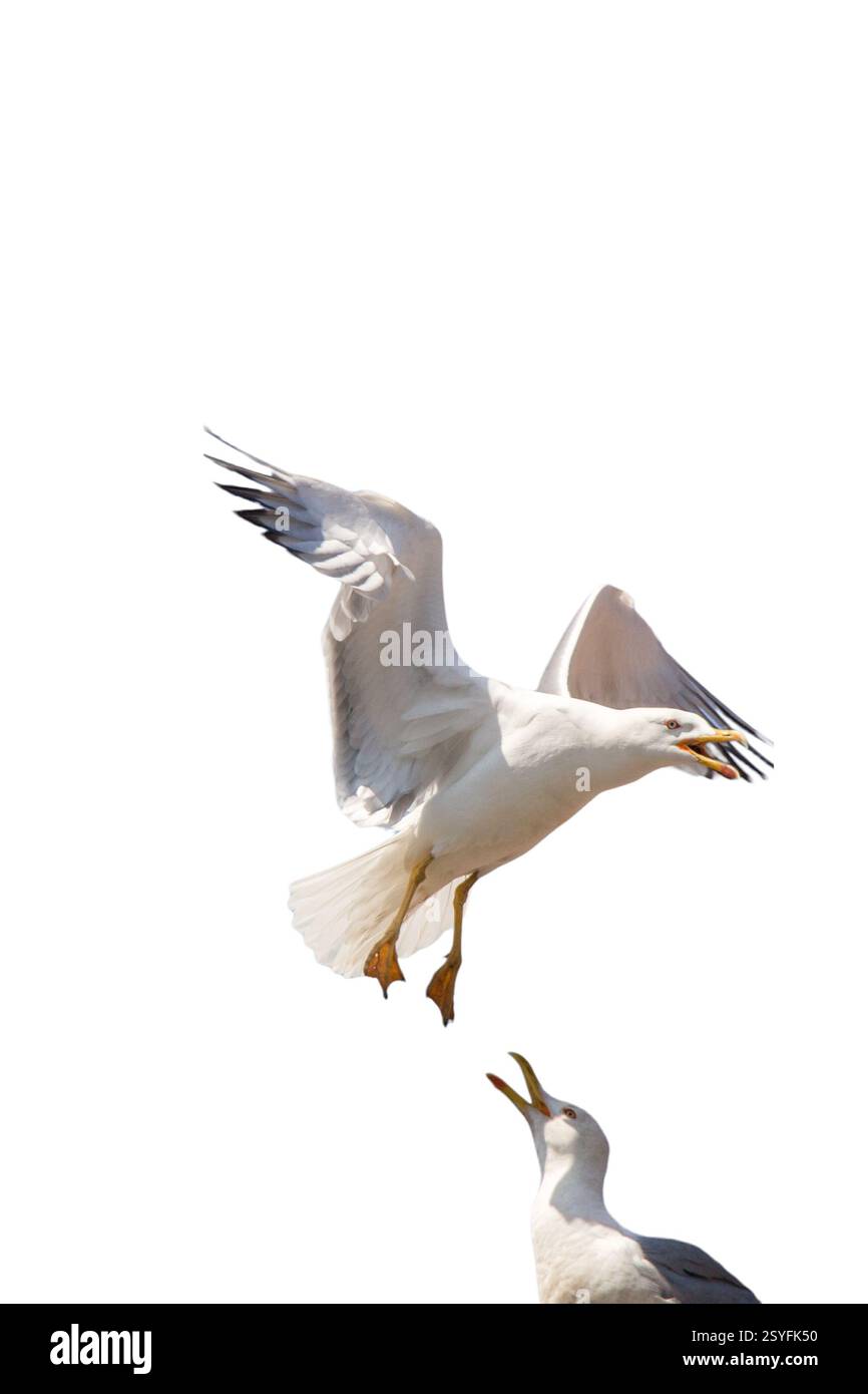 Isolated seagull on white background Stock Photo - Alamy