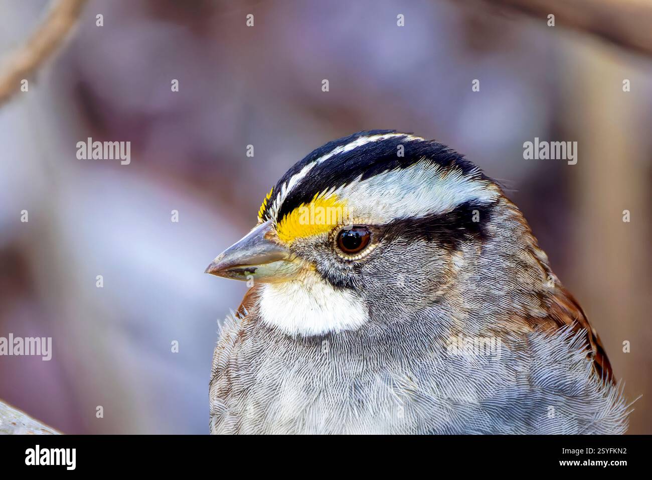 The white-crowned sparrow (Zonotrichia leucophrys), bird native to ...