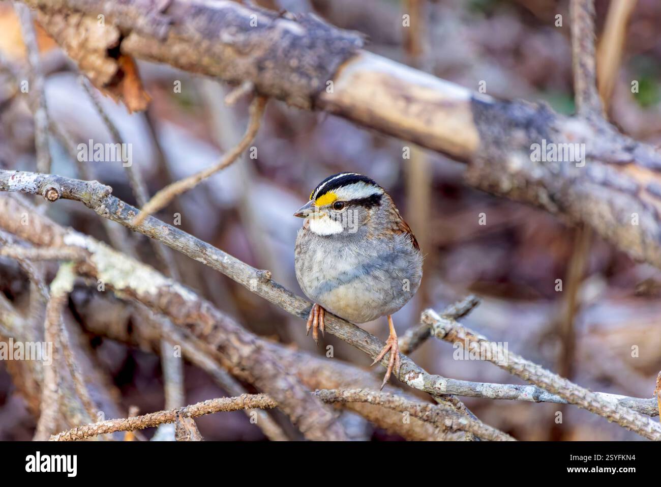 The white-crowned sparrow (Zonotrichia leucophrys), bird native to ...