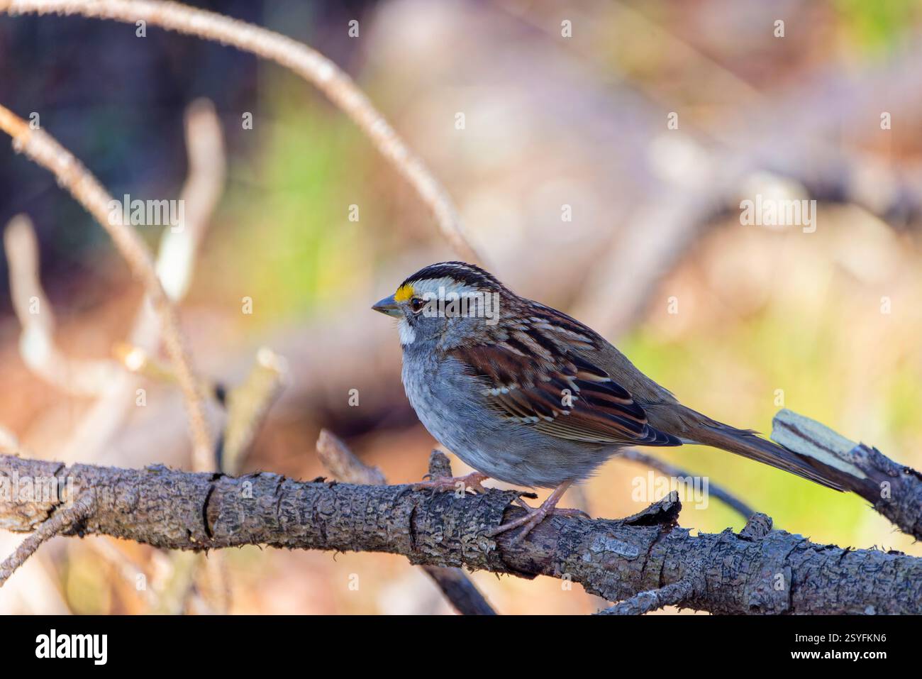 The white-crowned sparrow (Zonotrichia leucophrys), bird native to ...