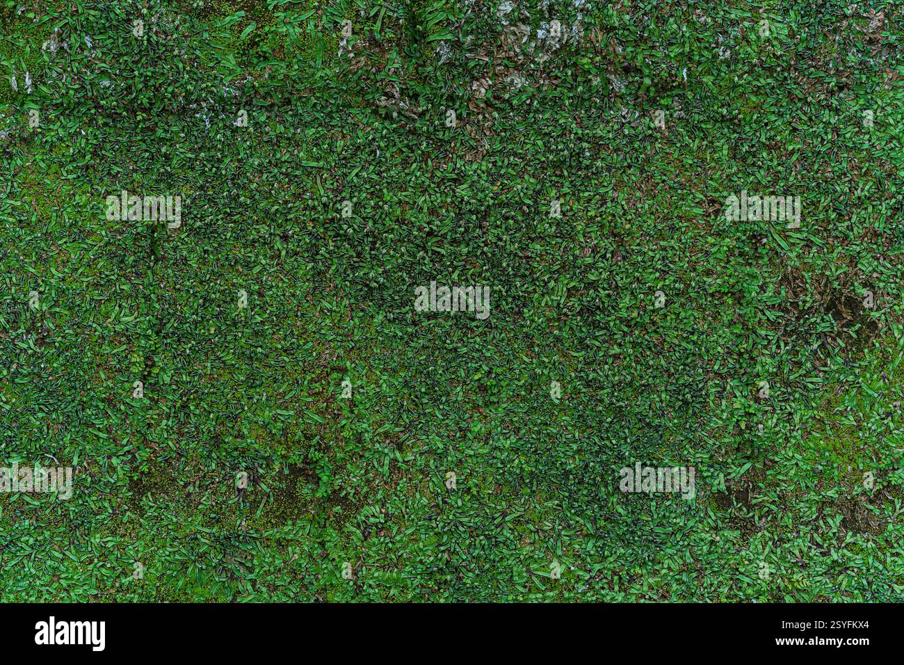 Green moss growth on the wall. It has smooth textured if you touch it ...