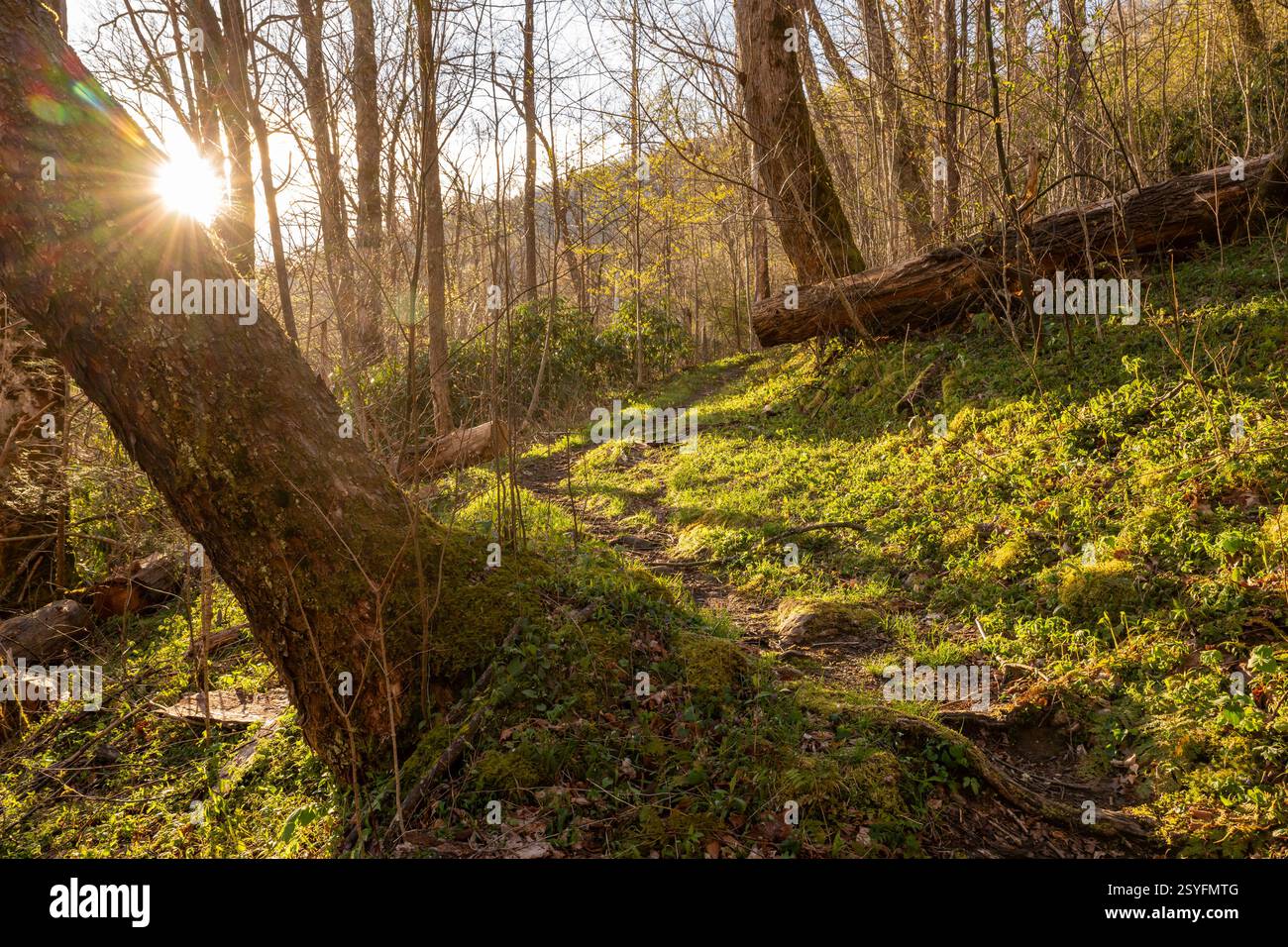 Sunburst Over Trail in the Smokies Forest in Spring Stock Photo - Alamy