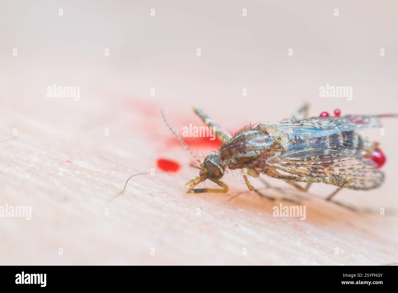 Macro of smashed crush mosquito (Aedes aegypti) sucking blood to died ...