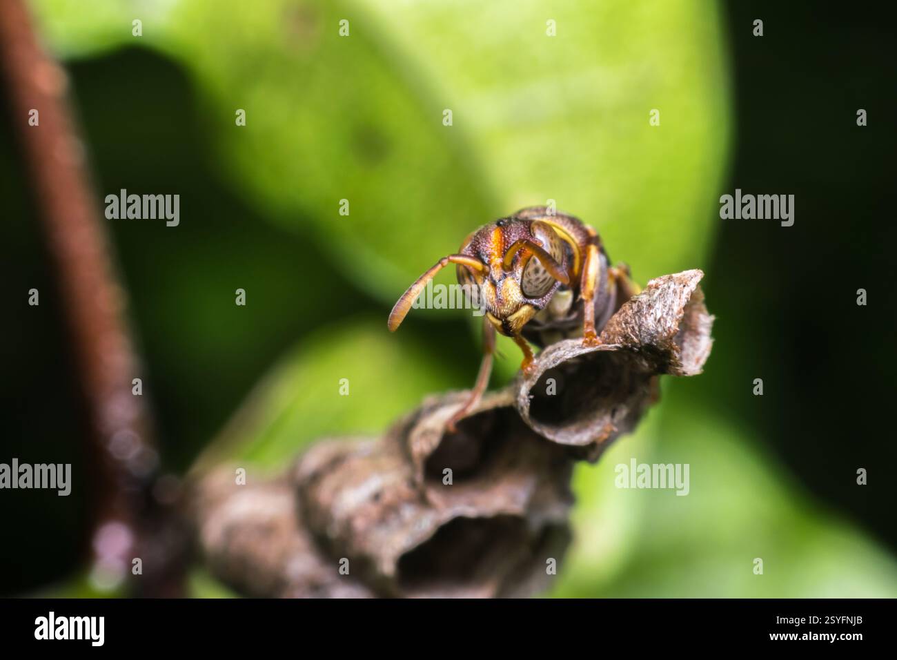 Macro of Hymenoptera is a large order of insects, comprising the ...