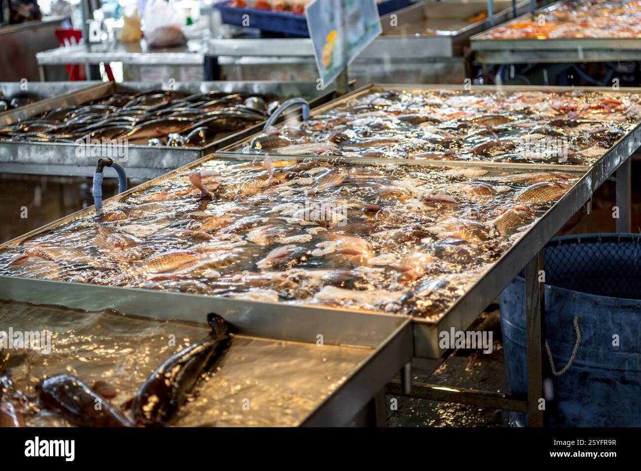 Whole fresh raw sea fishes variety premium grade for sale at seafood ...