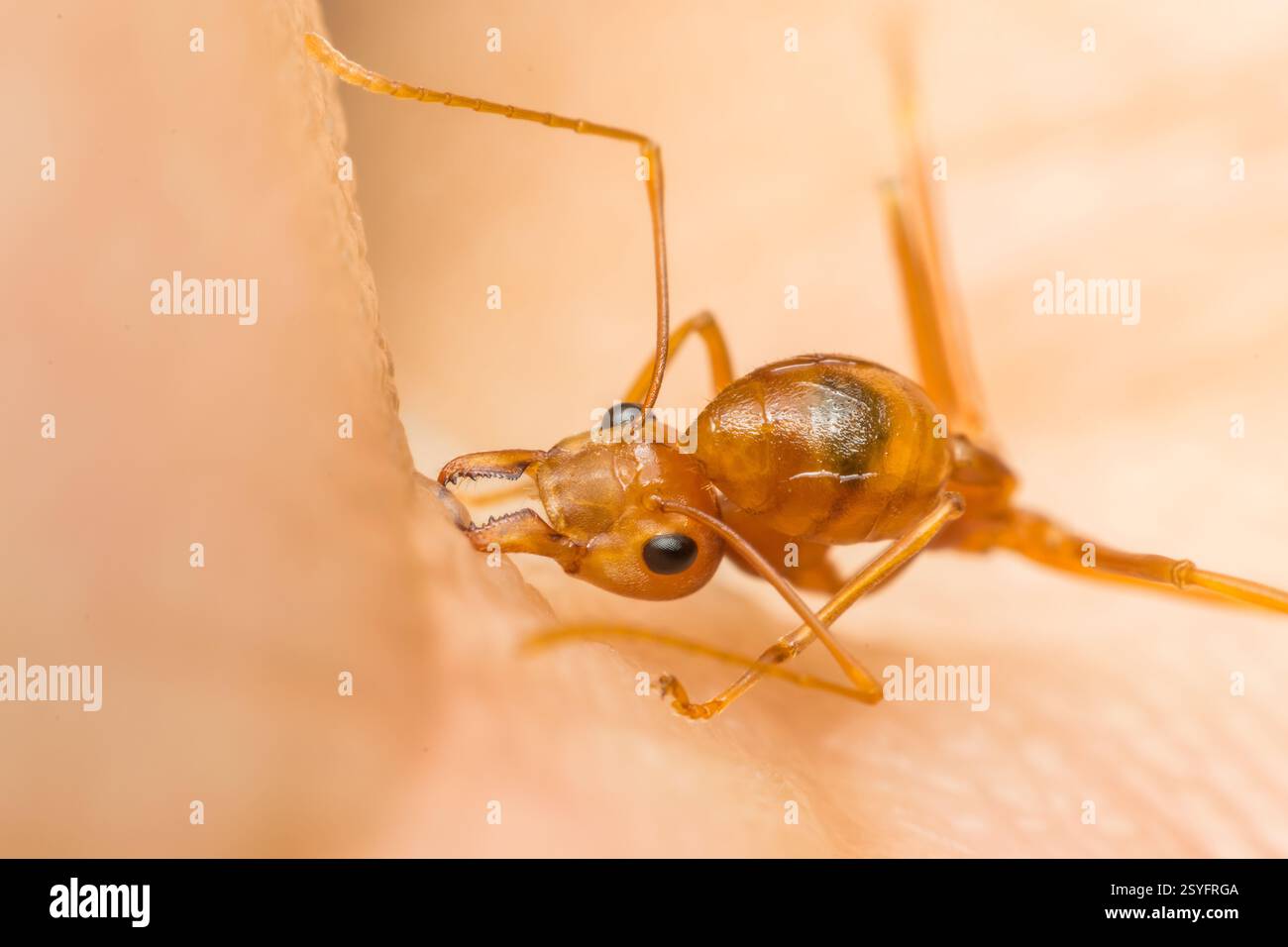 Macro of ant (Red Ant or Green Tree Ant) biting on the human skin for ...