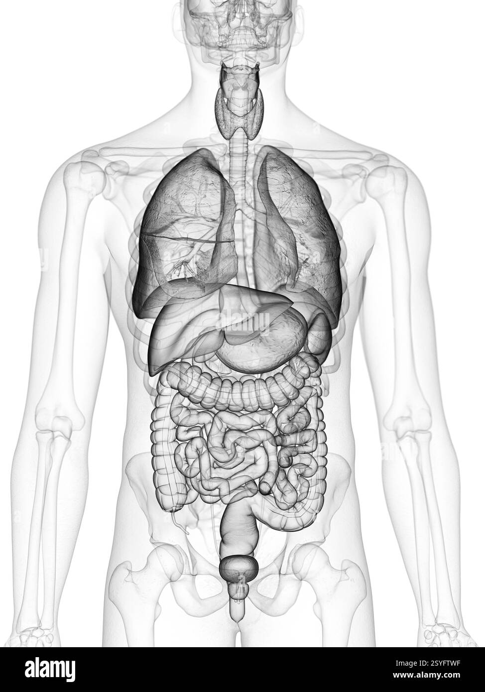 Human organs, illustration Stock Photo - Alamy