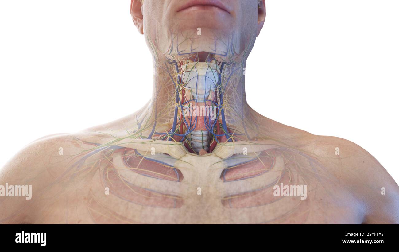 Anterior neck anatomy, illustration Stock Photo - Alamy