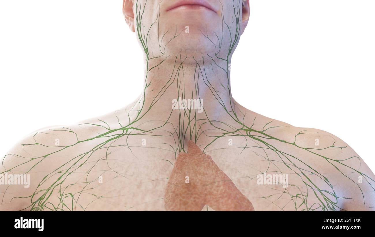 Lymphatic vessels of the neck, illustration Stock Photo - Alamy