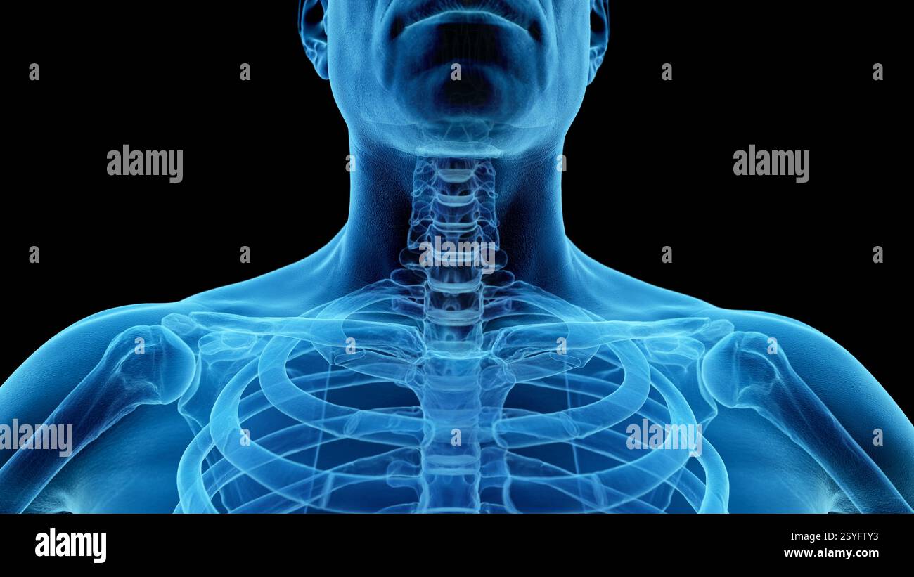Anterior cervical spine, illustration Stock Photo - Alamy