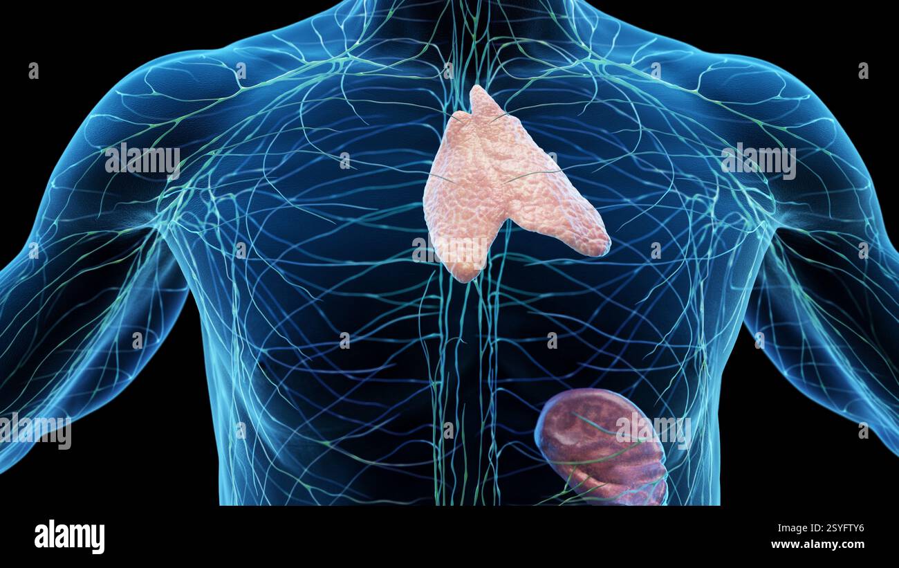 Lymphatic system including the spleen and thymus gland, illustration ...