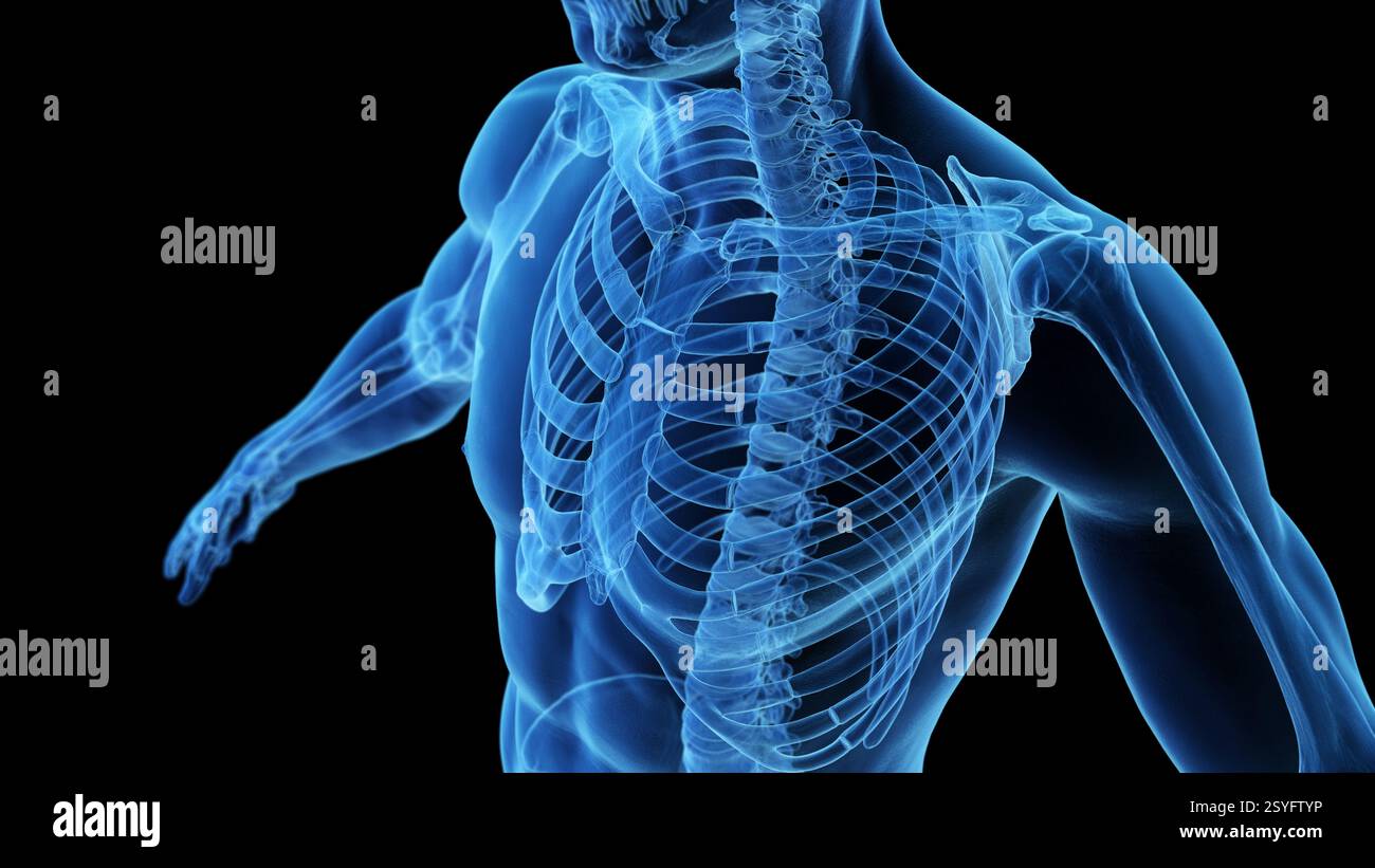 Skeletal anatomy of the upper body, illustration Stock Photo - Alamy