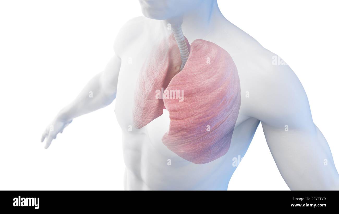 Lung and trachea in a male body, illustration Stock Photo - Alamy