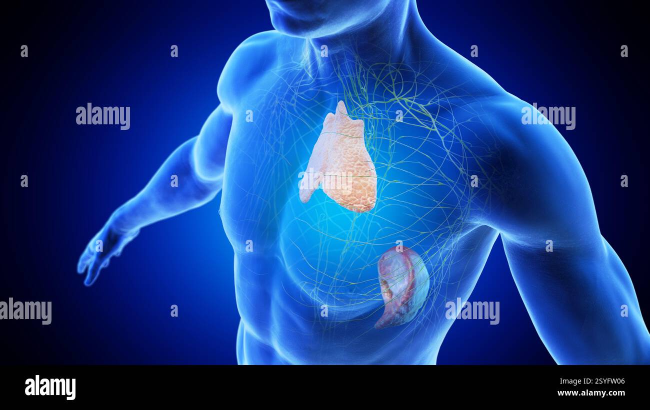 Lymphatic system including the spleen and thymus gland, illustration ...