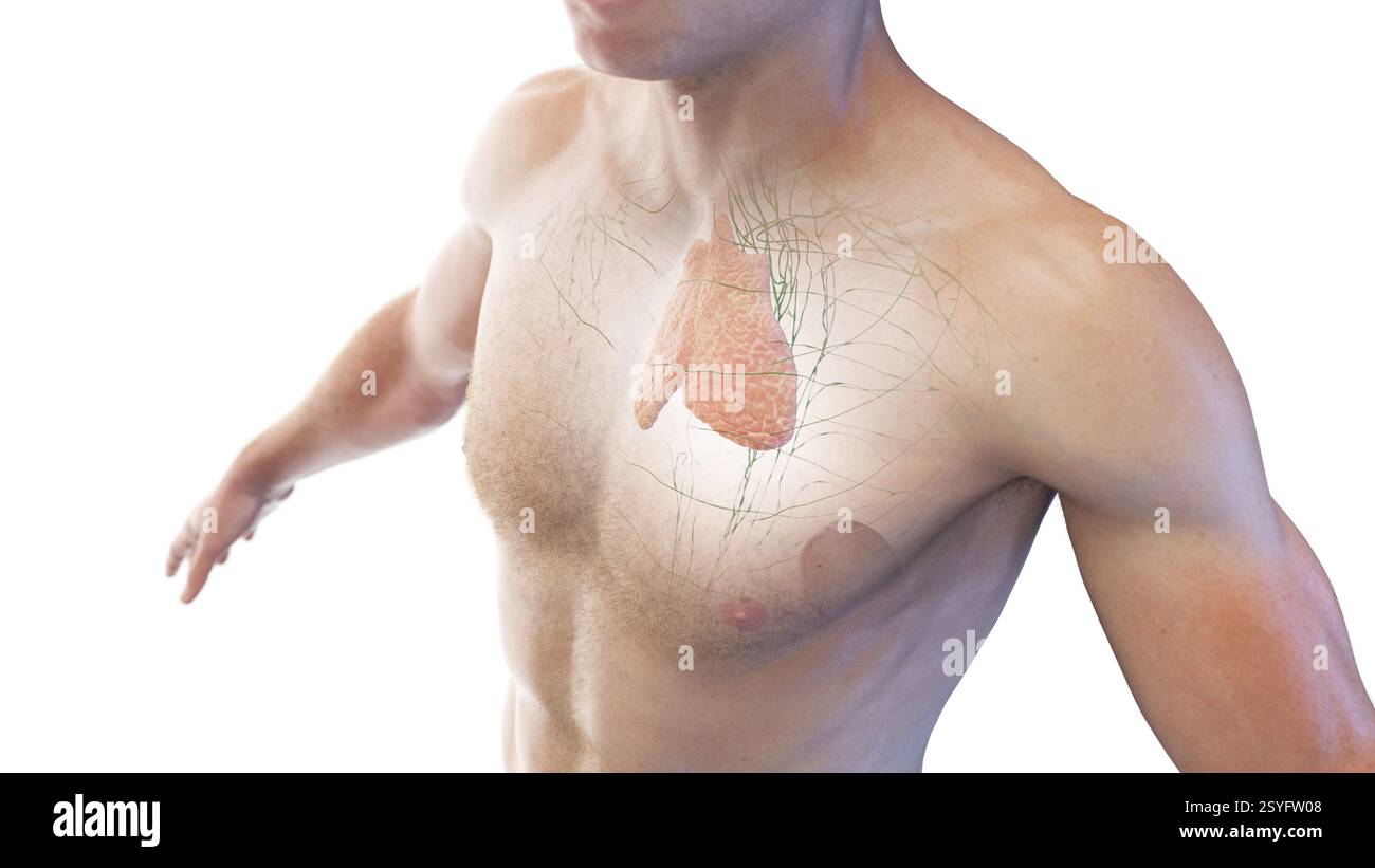 Lymphatic system including the spleen and thymus gland, illustration ...