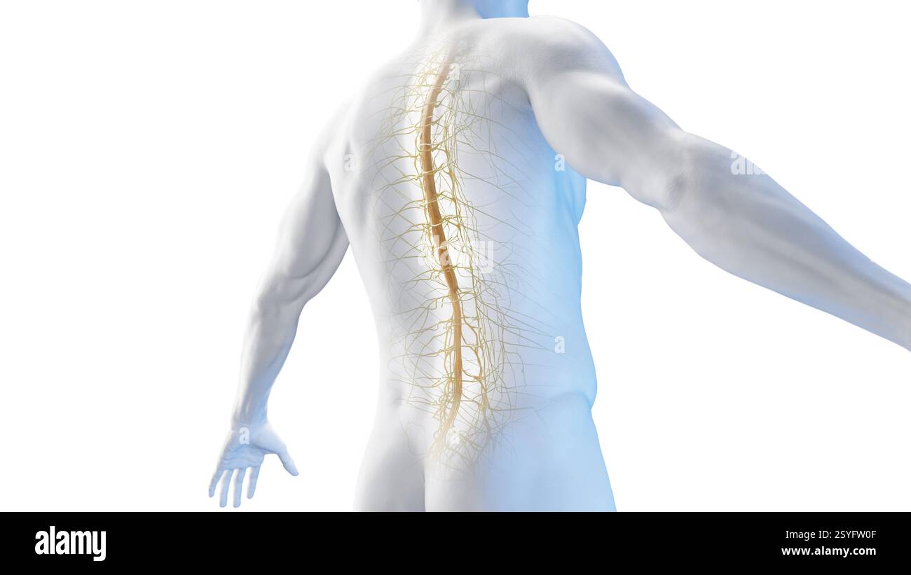 Spinal cord and thorax nerves, illustration Stock Photo - Alamy