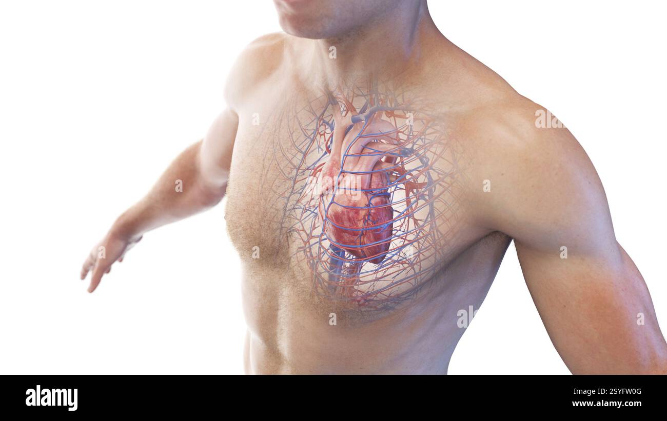 Heart in a male body, illustration Stock Photo - Alamy