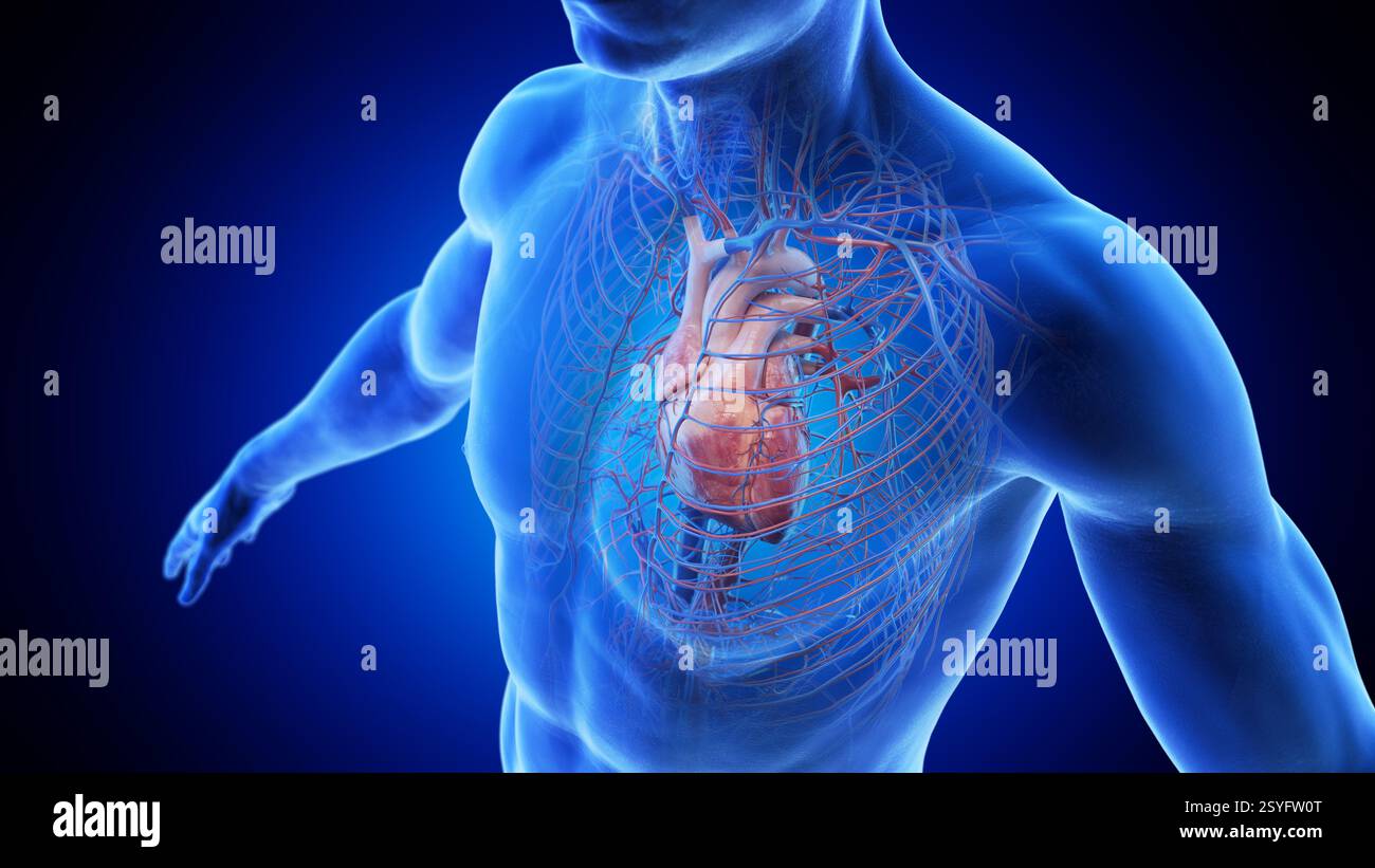 Heart in a male body, illustration Stock Photo - Alamy