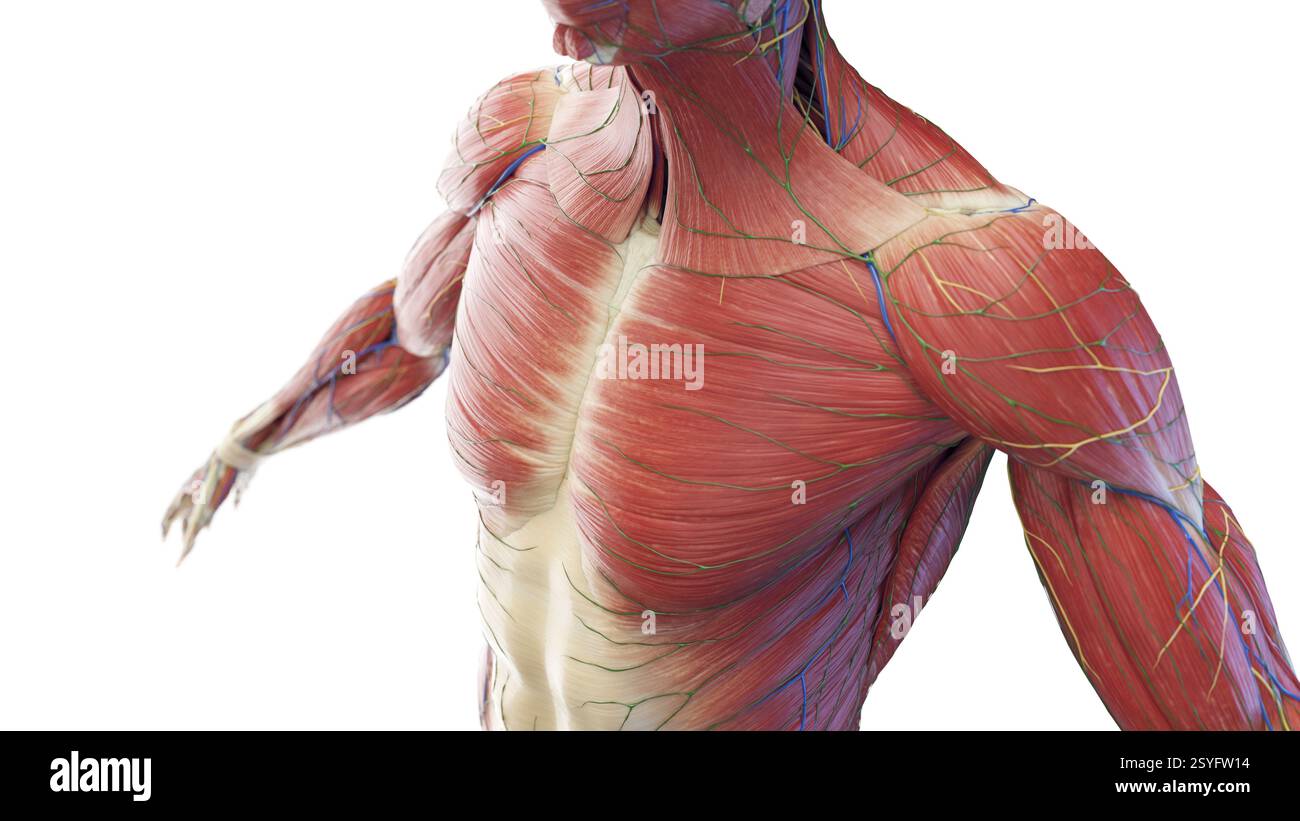 Muscles of the upper body, illustration Stock Photo - Alamy