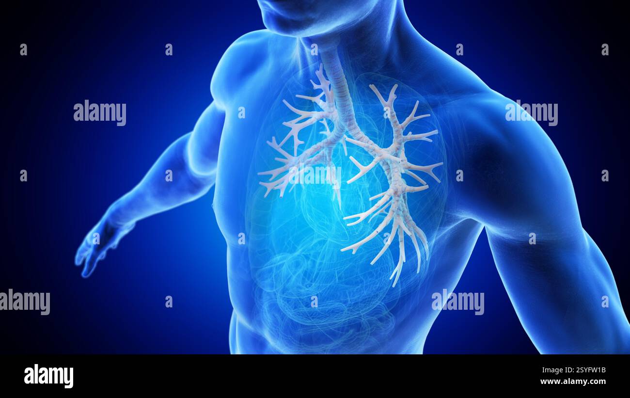 Bronchi, trachea and larynx, illustration Stock Photo - Alamy
