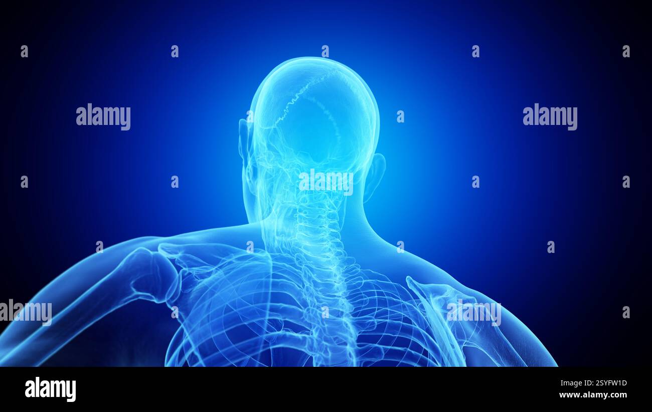 Posterior view of the skeletal neck, illustration Stock Photo - Alamy