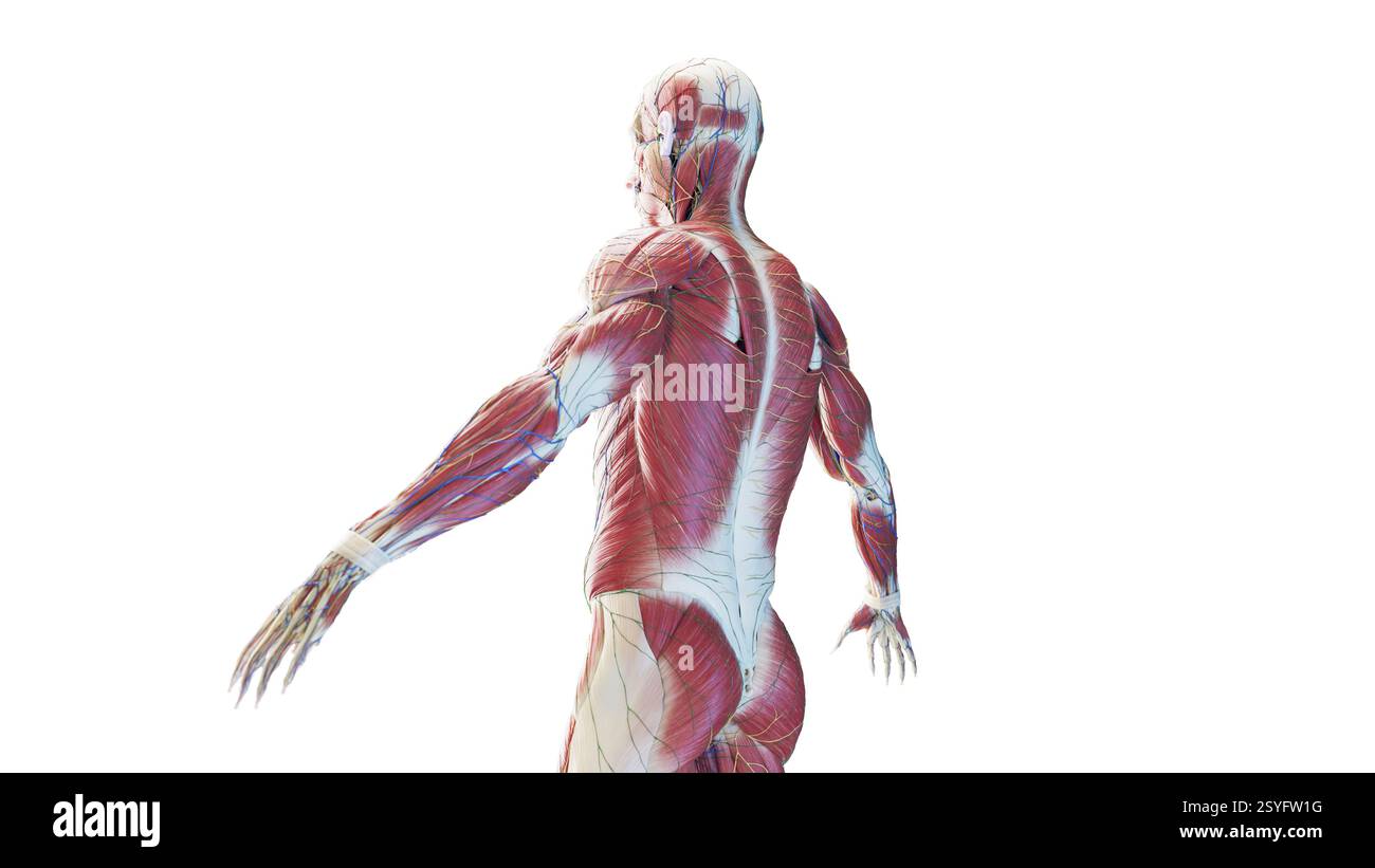 Posterior anatomy human male hi-res stock photography and images - Alamy