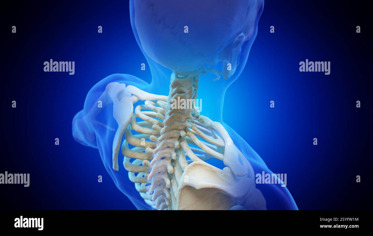 Posterior view of the skeletal neck, illustration Stock Photo - Alamy