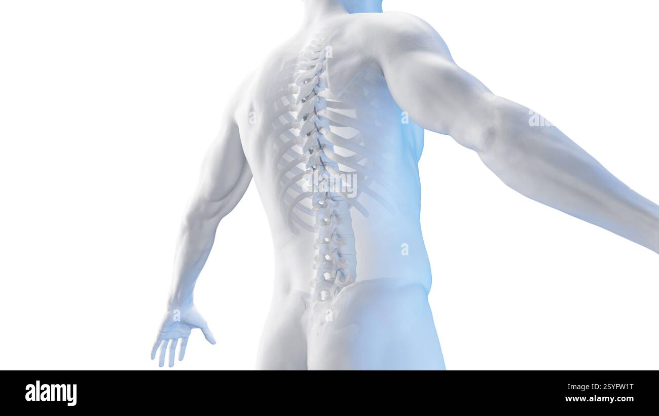 Posterior view of the skeletal back, illustration Stock Photo - Alamy