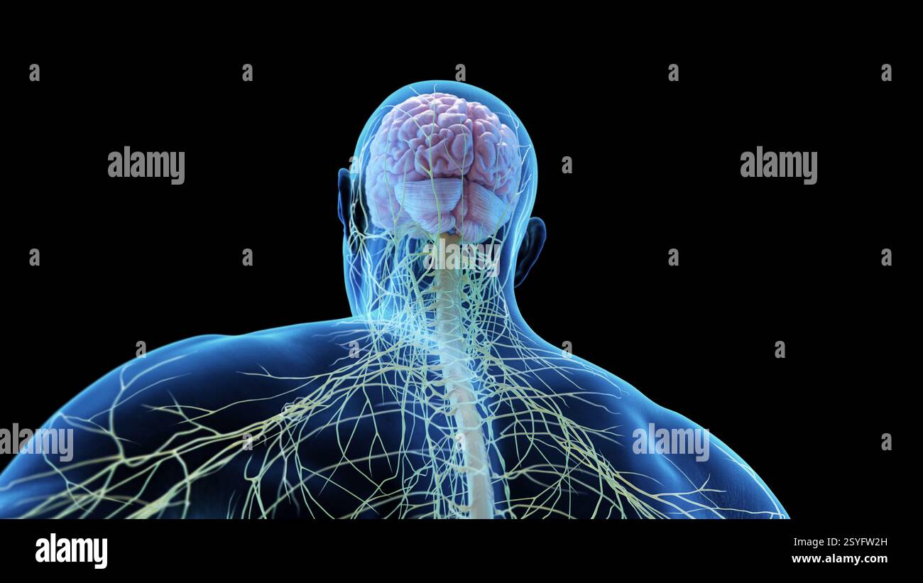 Posterior view of the brain and spinal cord, illustration Stock Photo ...