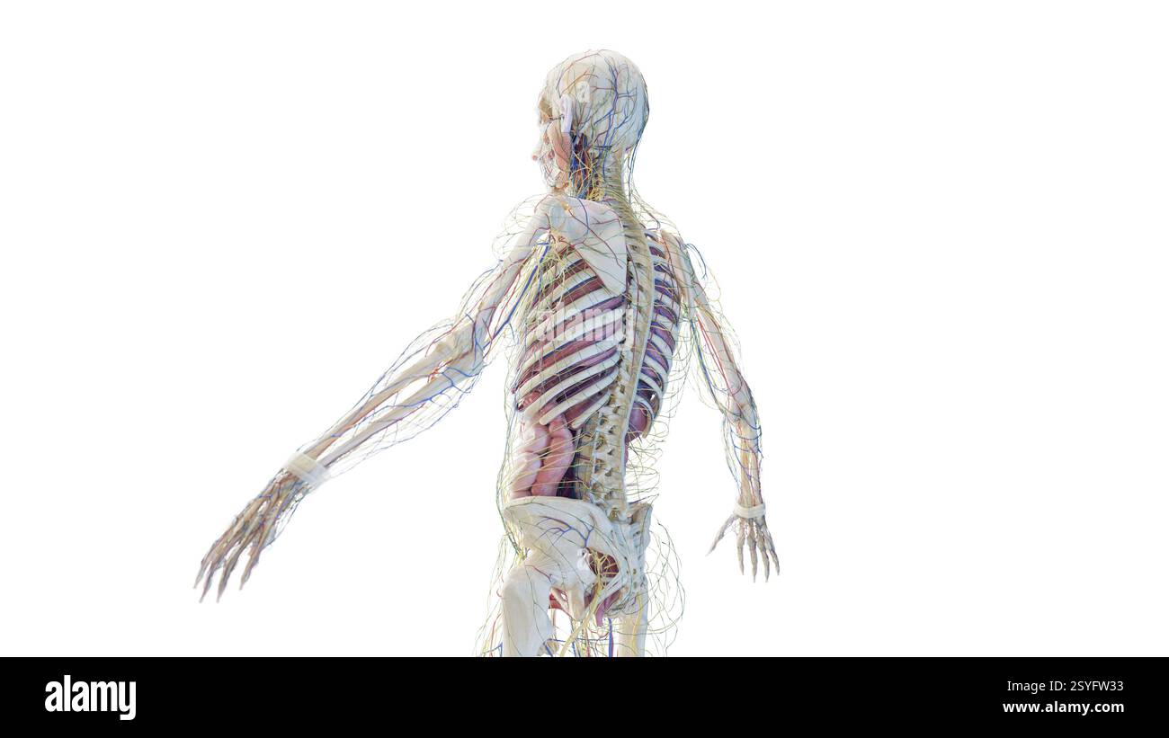 Posterior anatomy human male hi-res stock photography and images - Alamy