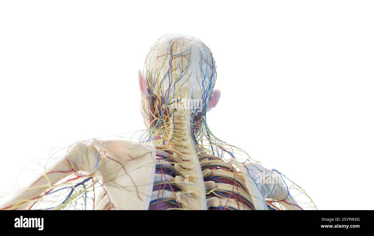 Posterior neck anatomy, illustration Stock Photo - Alamy