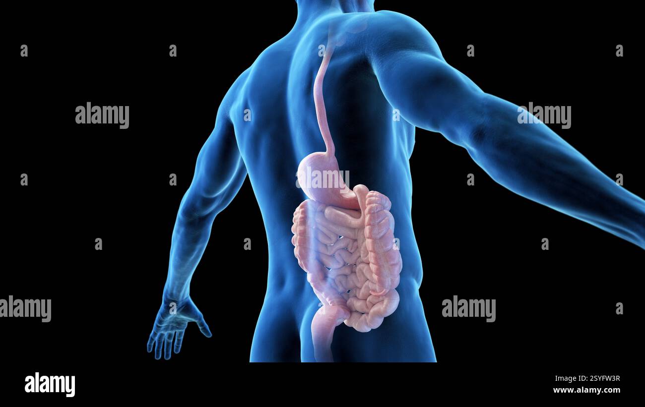 Human digestive large intestine back hi-res stock photography and ...