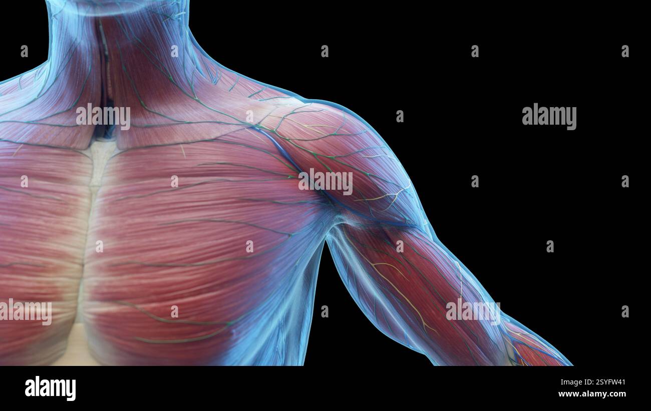 Muscle anatomy of the shoulder, illustration Stock Photo - Alamy