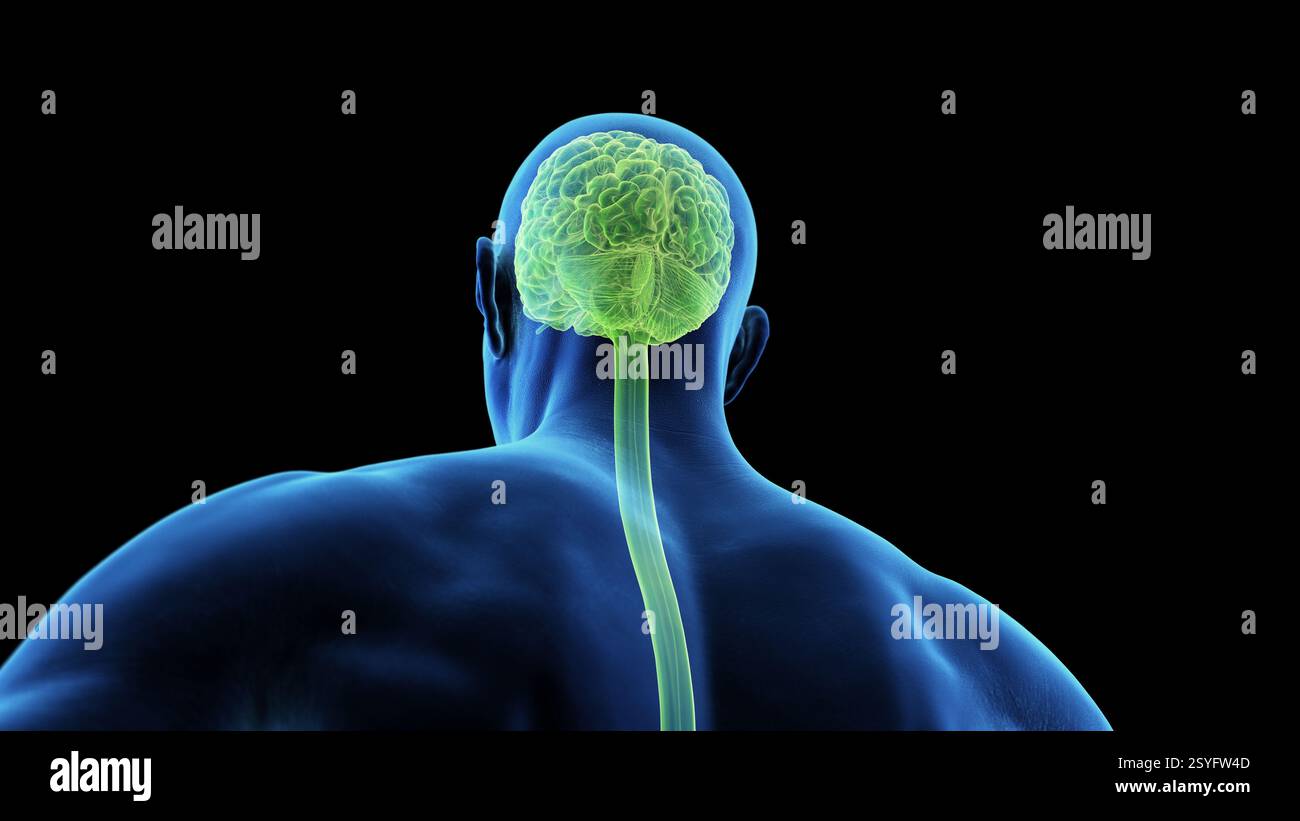 Posterior view of the brain hi-res stock photography and images - Alamy