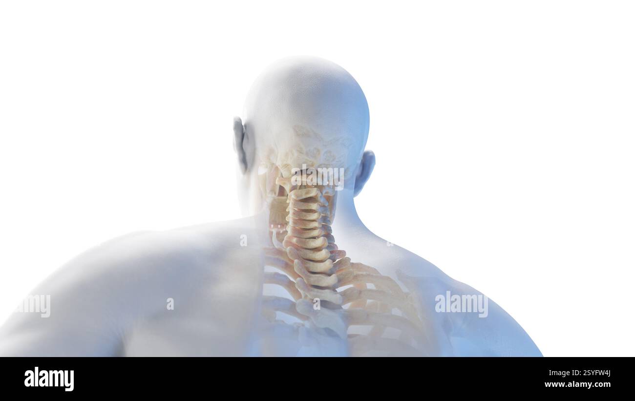Posterior view of the skeletal neck, illustration Stock Photo - Alamy