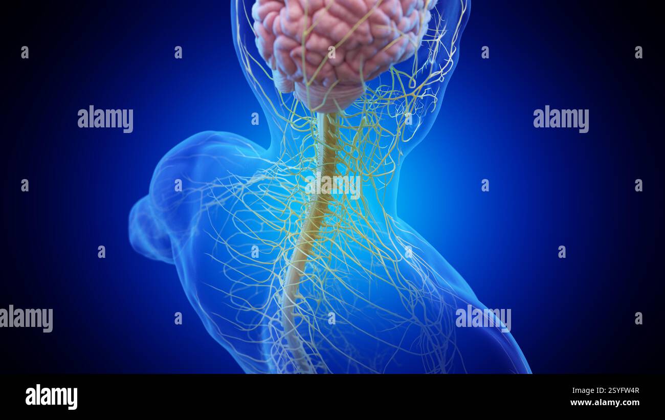 Posterior view of the brain hi-res stock photography and images - Alamy