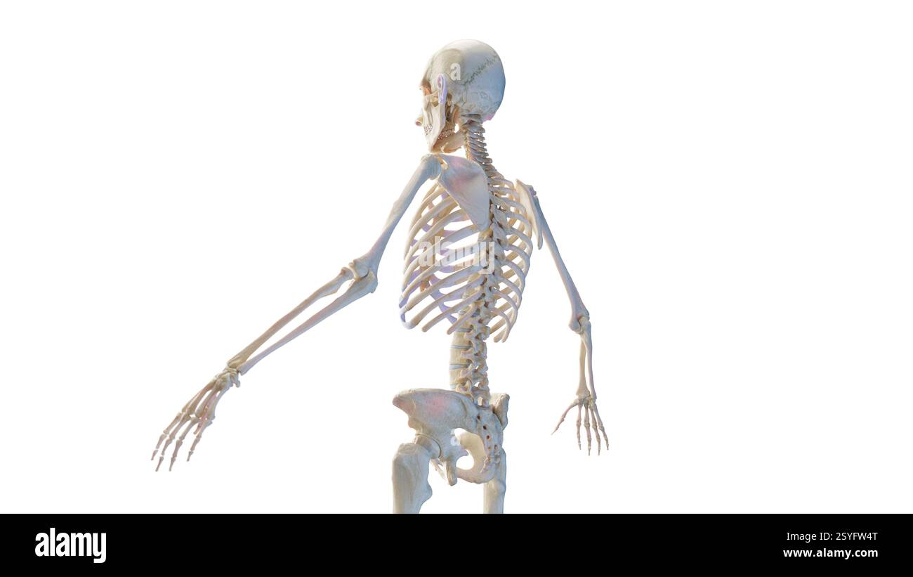Posterior skeletal anatomy, illustration Stock Photo - Alamy