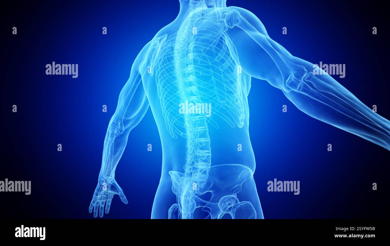Posterior view of the skeletal back, illustration Stock Photo - Alamy