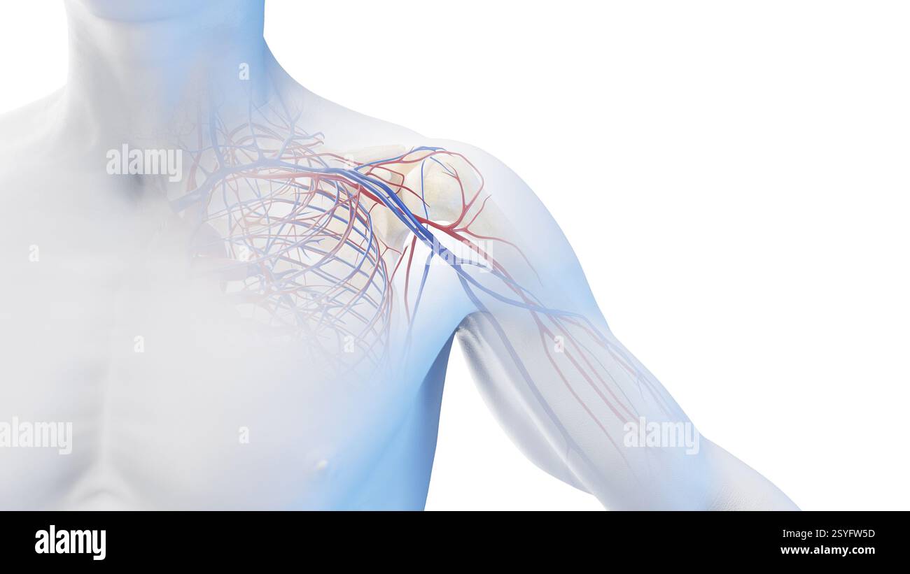 Blood vessels of the shoulder, illustration Stock Photo - Alamy