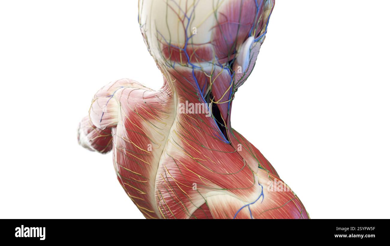 Posterior neck anatomy, illustration Stock Photo - Alamy