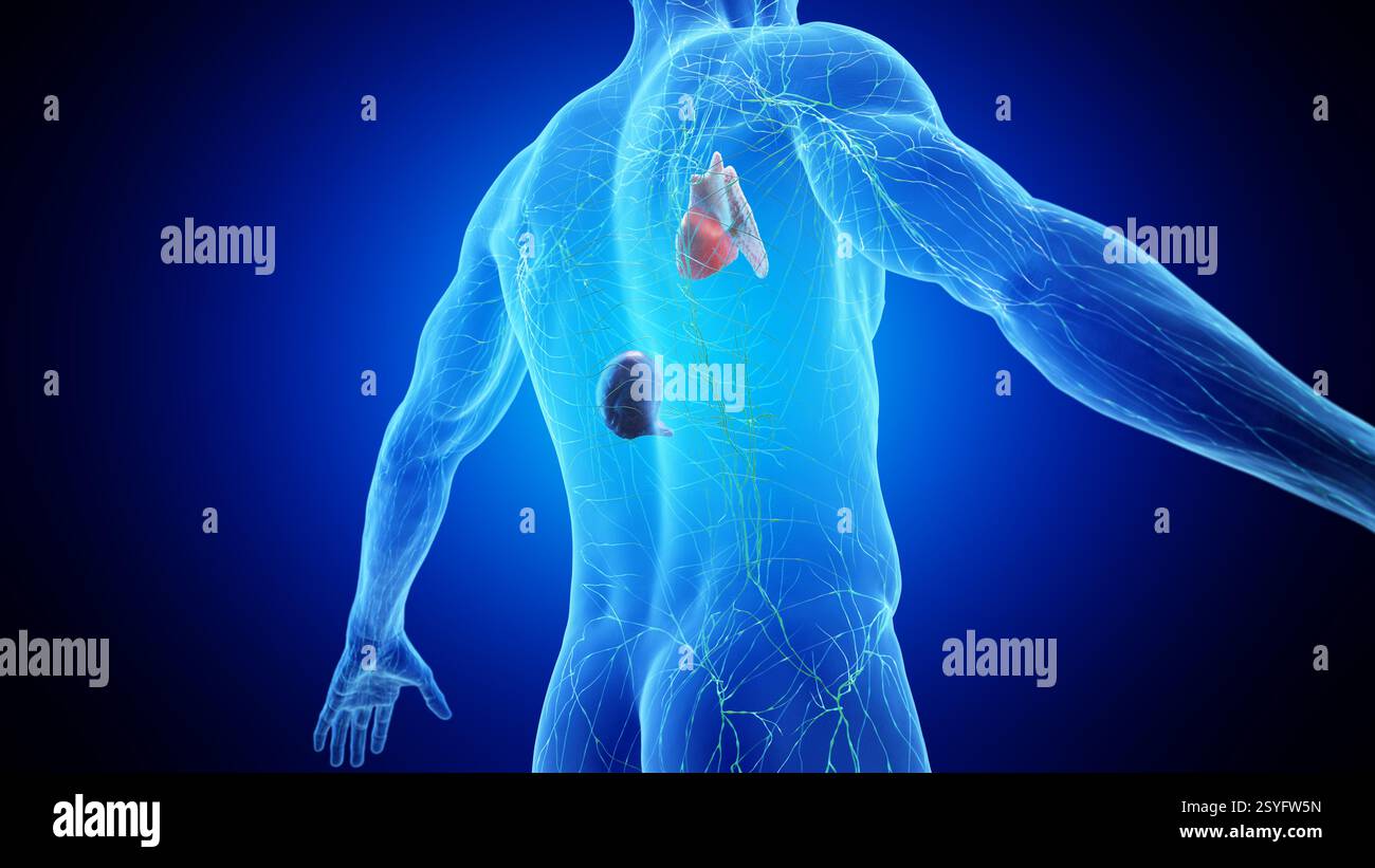 Lymphatic system including the spleen and thymus gland, illustration ...